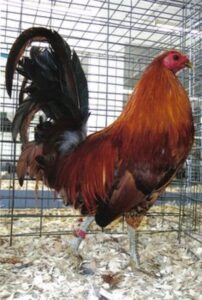Ginger Red Standard Old English Chickens | Cackle Hatchery®