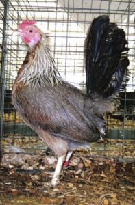 Silver Duckwing Old English Chickens | Cackle Hatchery®
