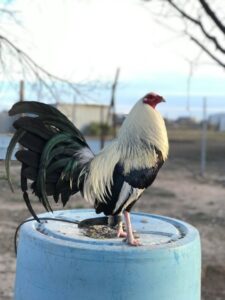 Silver Duckwing Old English Chickens | Cackle Hatchery®