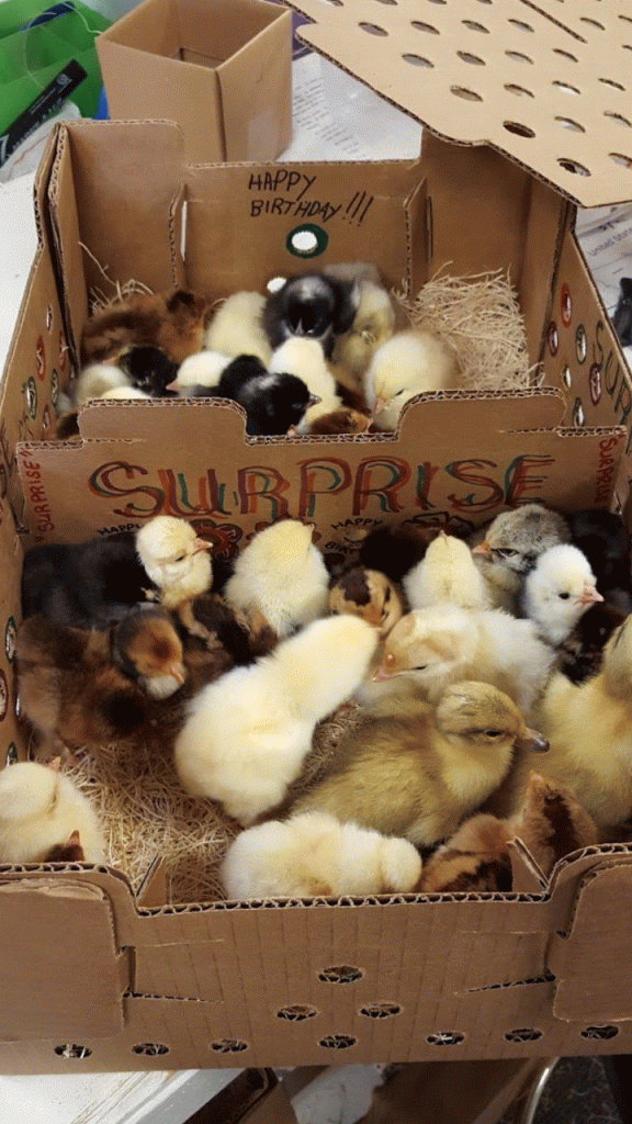 Decorated Baby Chick Box | Cackle Hatchery®