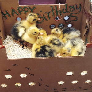 Decorated Baby Chick Box | Cackle Hatchery®