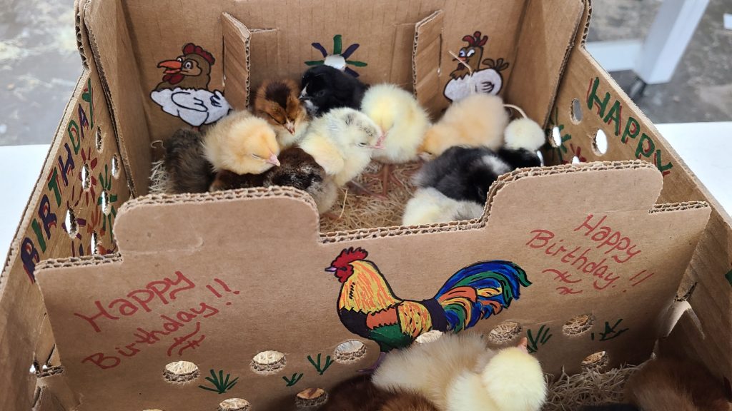 Decorated Baby Chick Box | Cackle Hatchery®