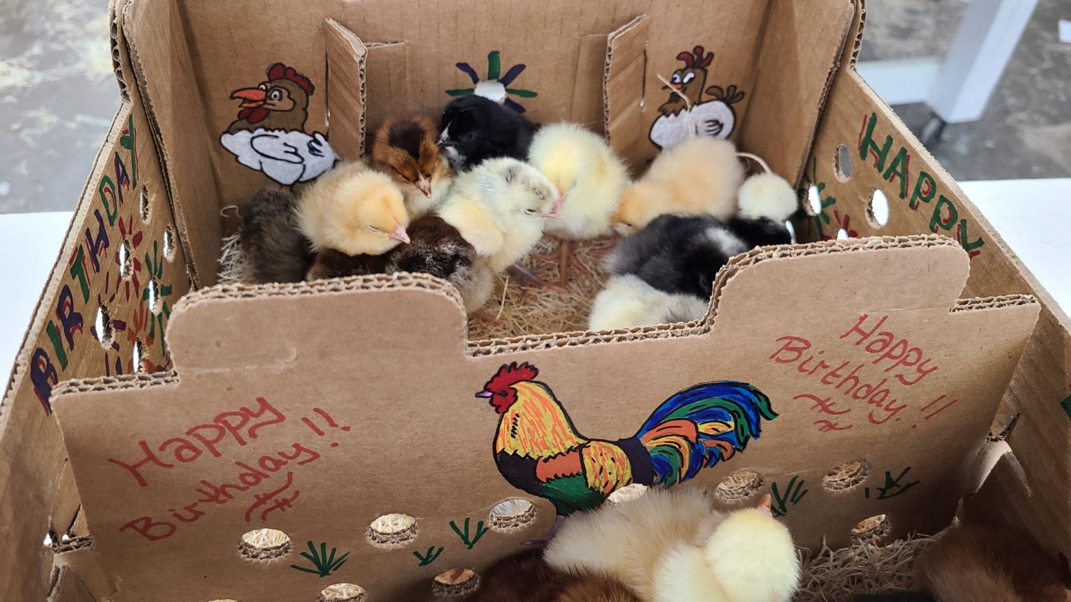 Decorated Baby Chick Box | Cackle Hatchery®