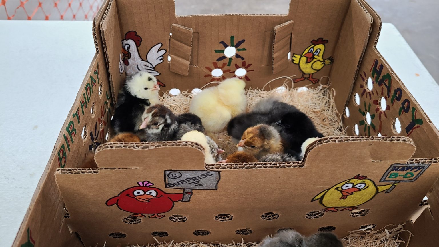 Decorated Baby Chick Box | Cackle Hatchery®