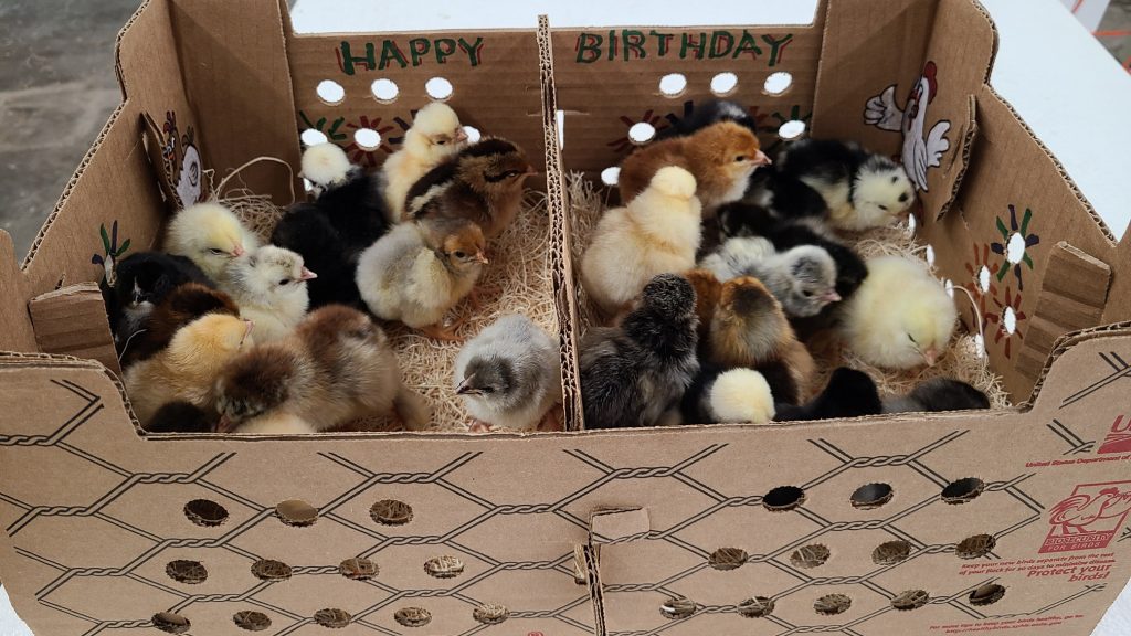 Decorated Baby Chick Box | Cackle Hatchery®