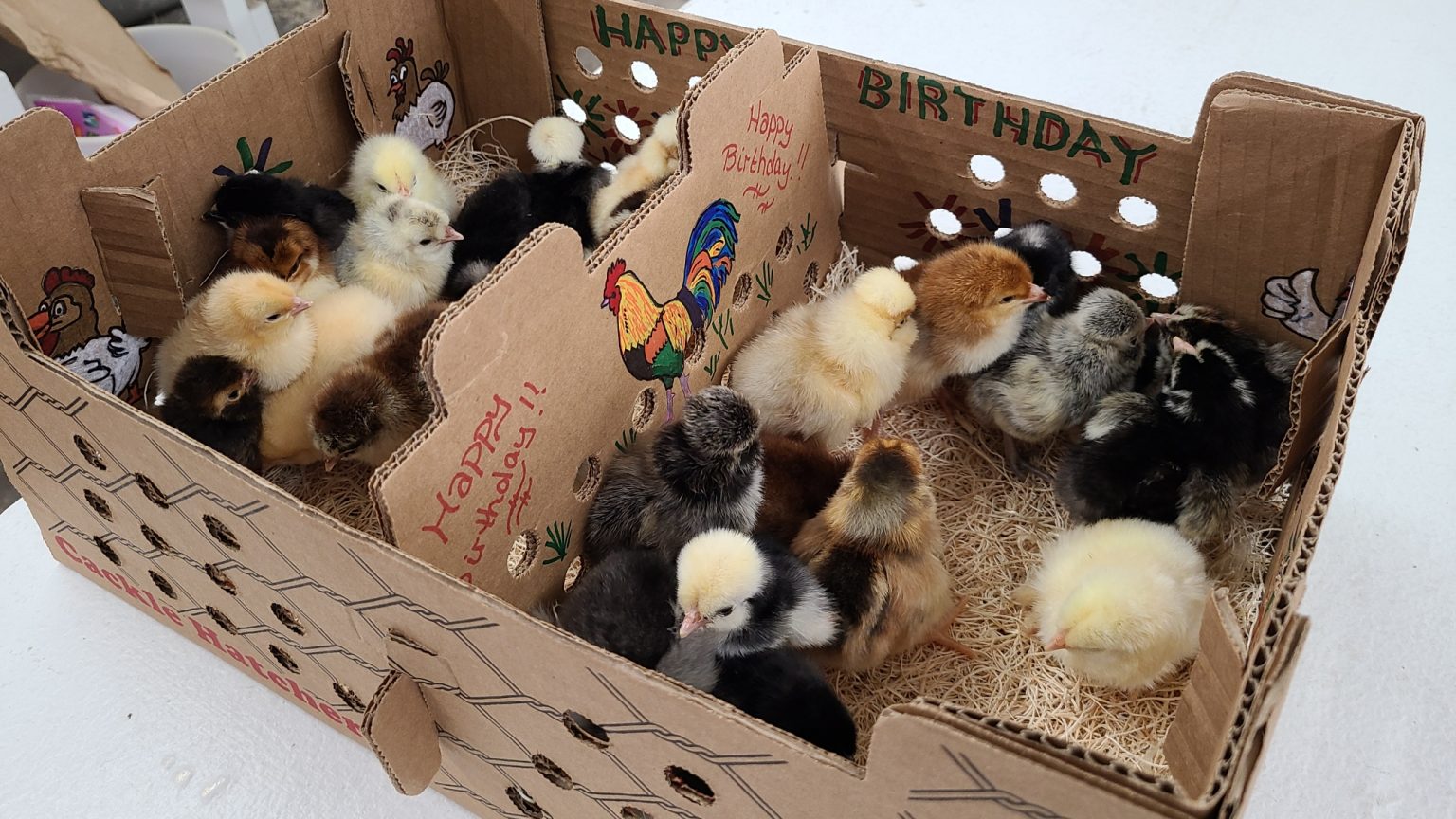 Decorated Baby Chick Box | Cackle Hatchery®