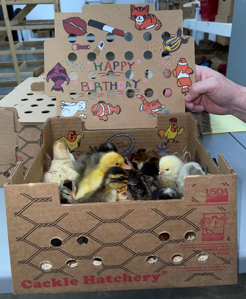 Decorated Baby Chick Box | Cackle Hatchery®