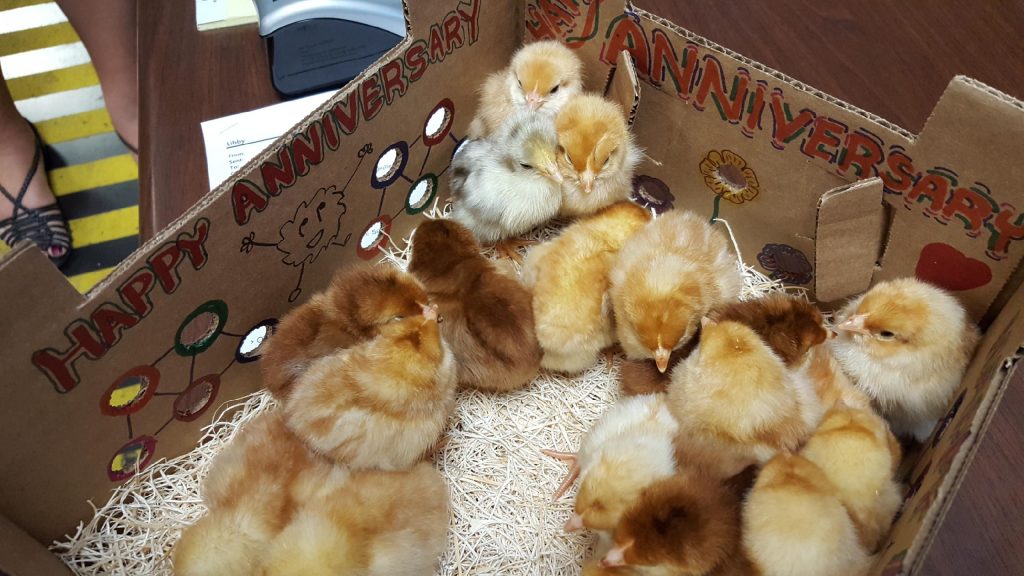 Decorated Baby Chick Box | Cackle Hatchery®