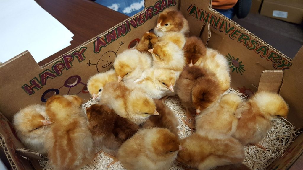Decorated Baby Chick Box | Cackle Hatchery®