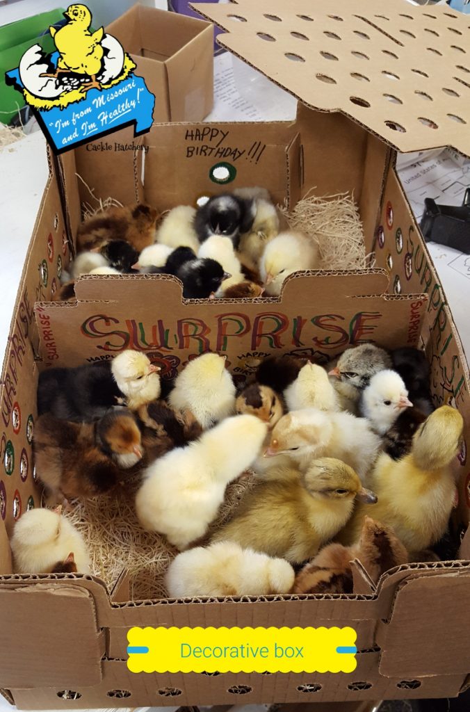 Decorated Baby Chick Box | Cackle Hatchery®