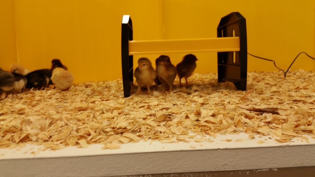 EcoGlow 20 Chick Brooder Equipment | Cackle Hatchery®