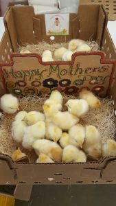 Decorated Baby Chick Box | Cackle Hatchery®
