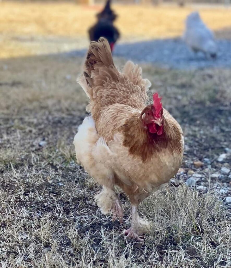 French Wheaten Marans Chicks for Sale | Cackle Hatchery®