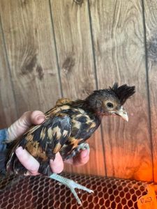 Golden Spangled Appenzeller Spitzhauben | Cackle Hatchery®