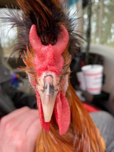 Golden Spangled Appenzeller Spitzhauben | Cackle Hatchery®