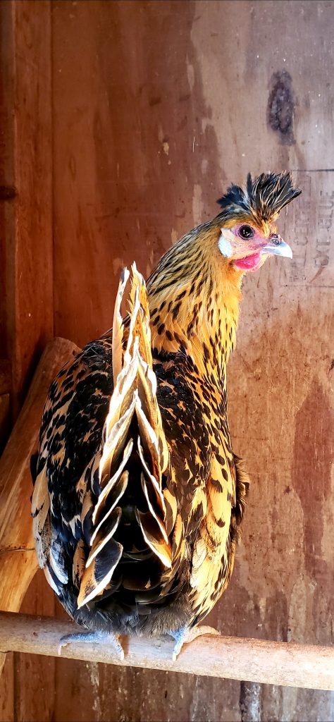 Golden Spangled Appenzeller Spitzhauben | Cackle Hatchery®