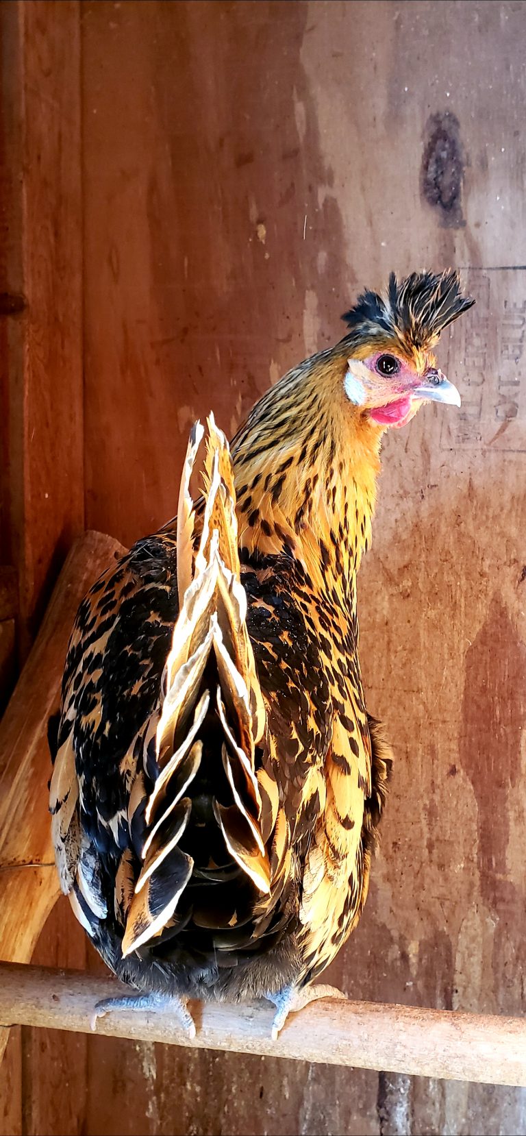 Golden Spangled Appenzeller Spitzhauben | Cackle Hatchery®