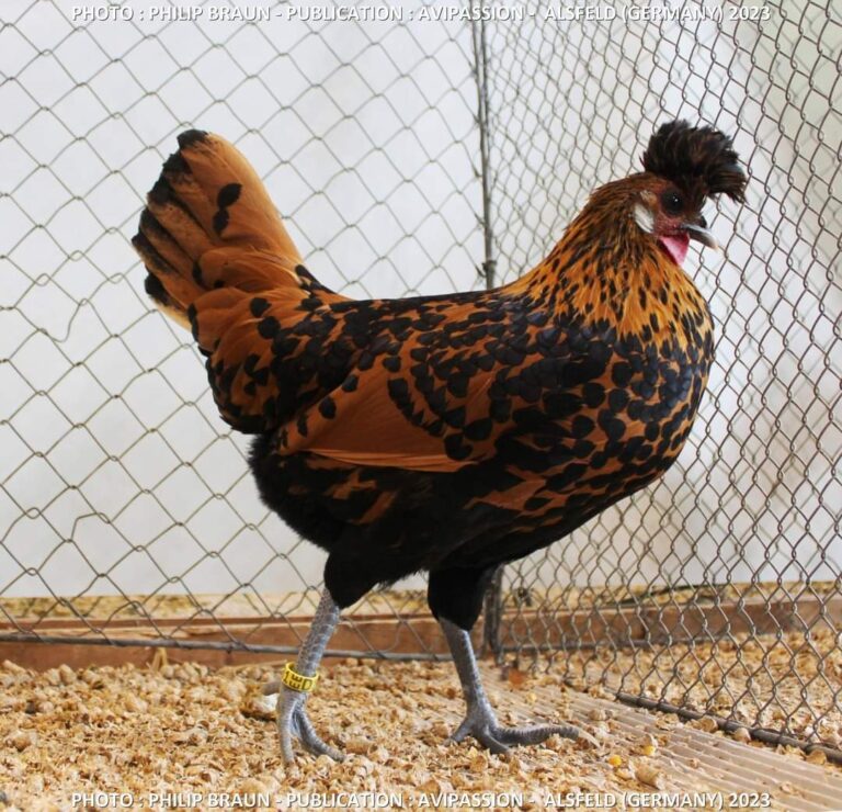 Golden Spangled Appenzeller Spitzhauben | Cackle Hatchery®