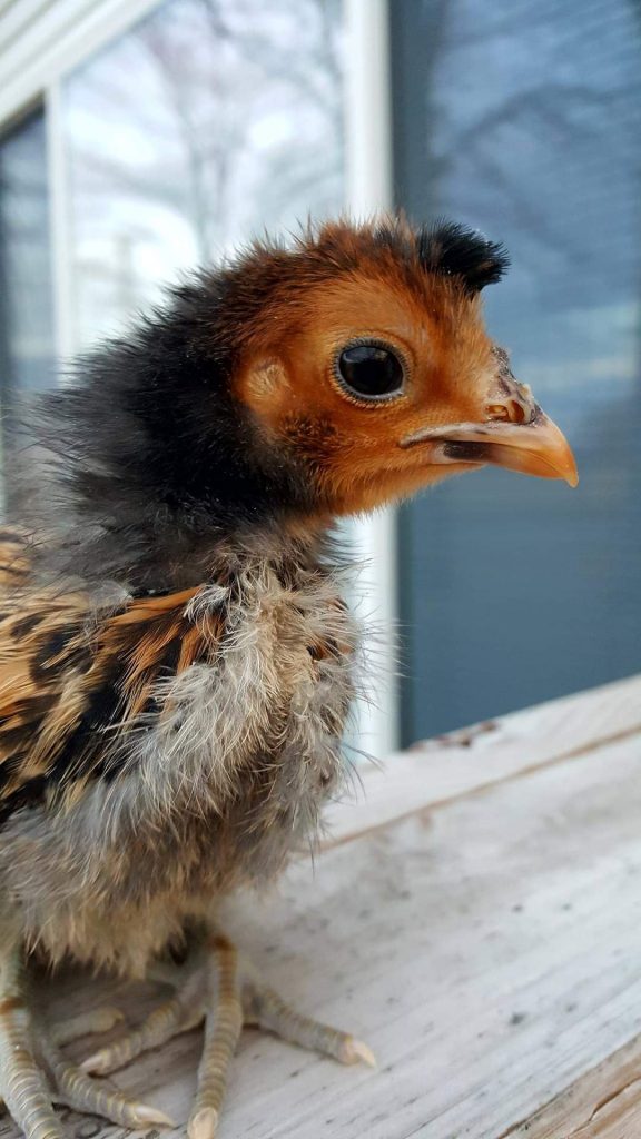Golden Spangled Appenzeller Spitzhauben | Cackle Hatchery®