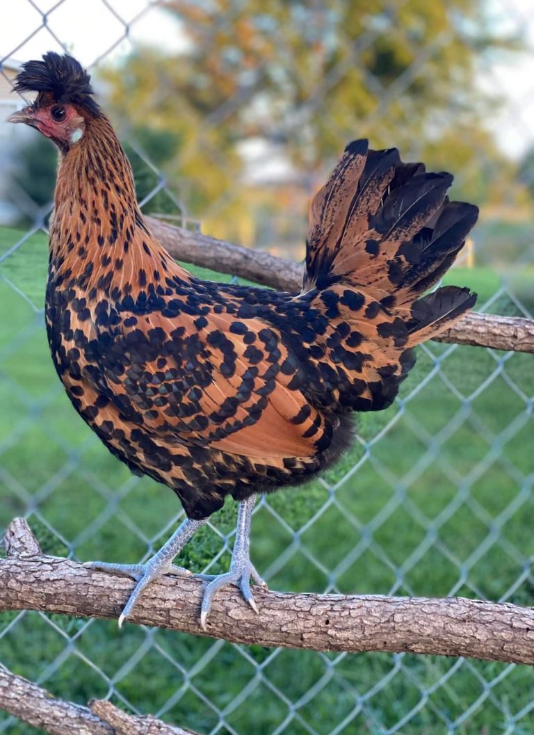 Golden Spangled Appenzeller Spitzhauben | Cackle Hatchery®