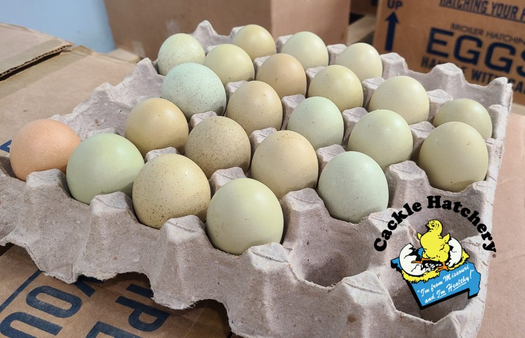 Olive Egger Chickens - Chicks for Sale | Cackle Hatchery®