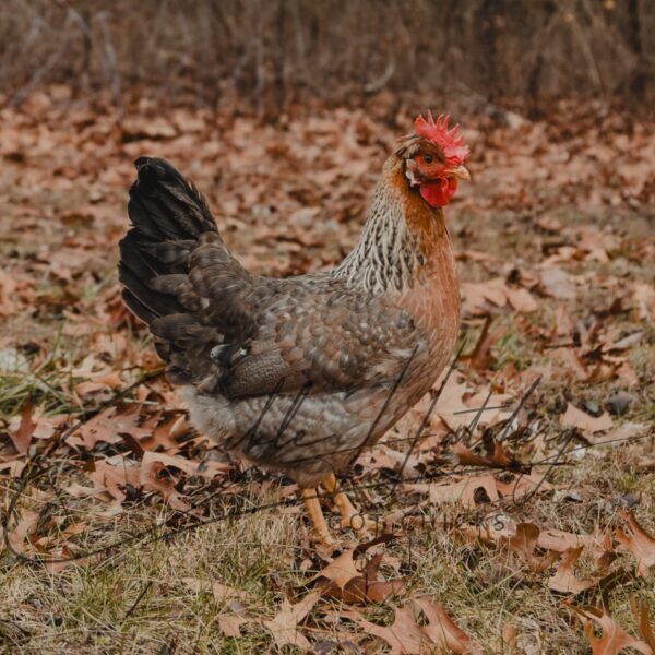 Olive Egger Chickens - Chicks for Sale | Cackle Hatchery®