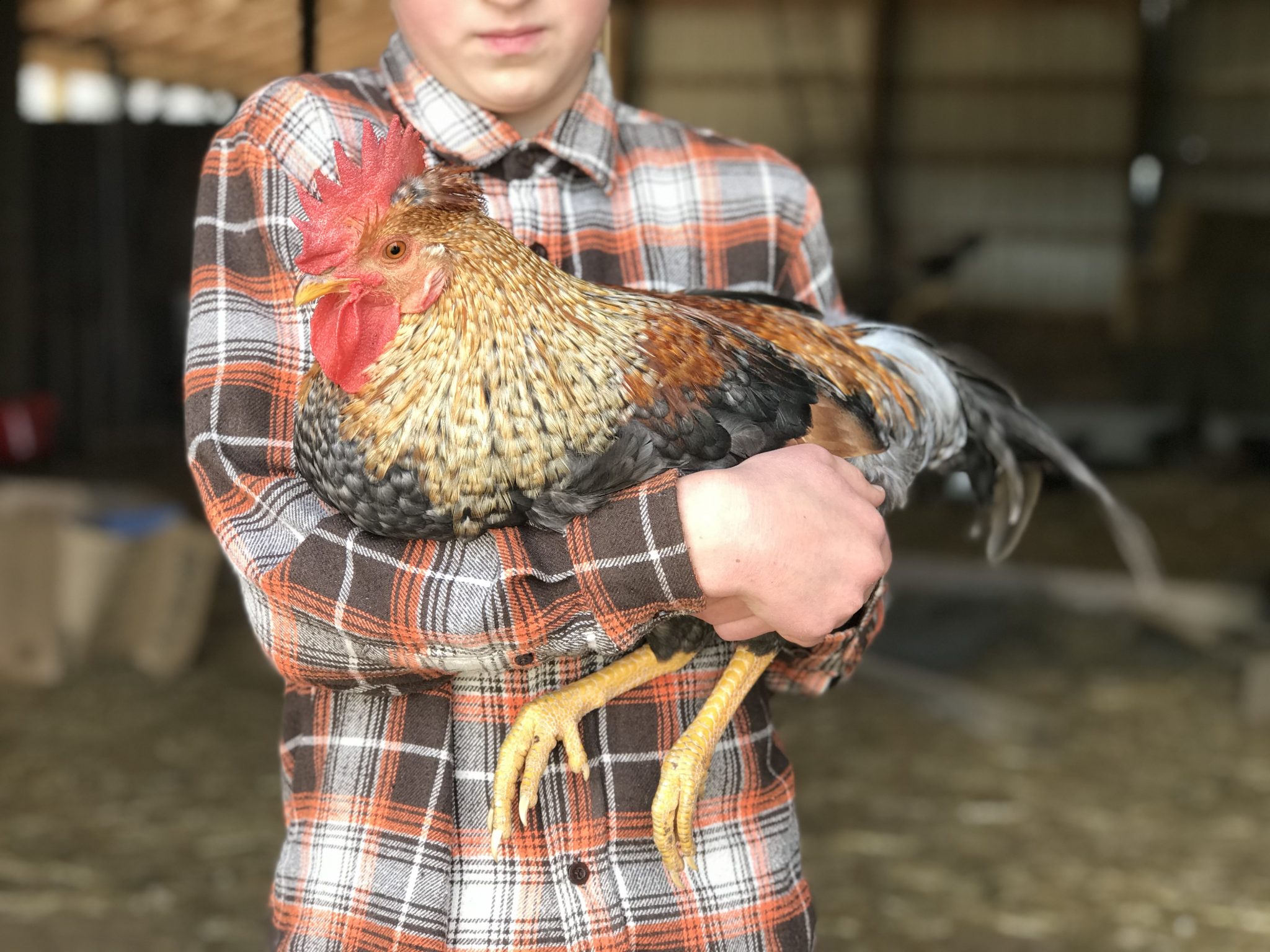 Olive Egger Chickens - Chicks for Sale | Cackle Hatchery®