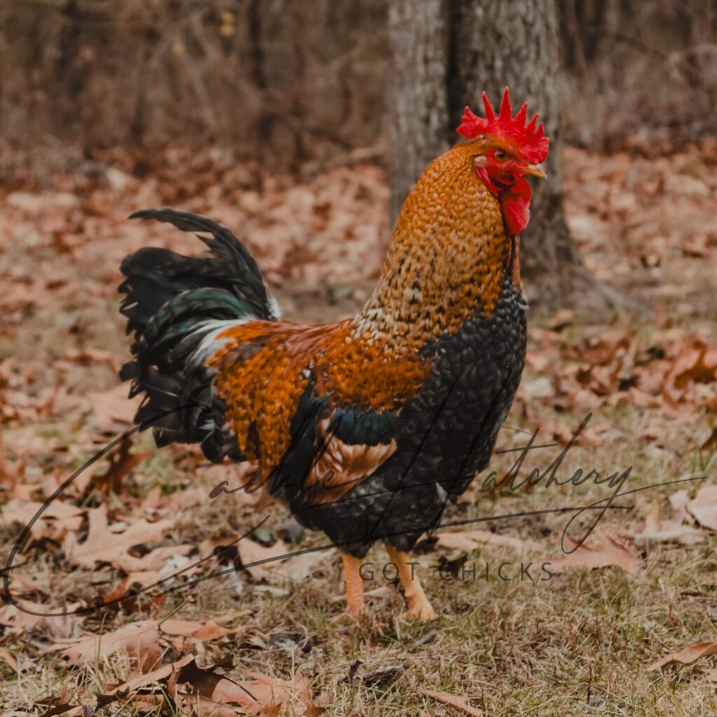 Blue Egger Female Surplus | Cackle Hatchery®