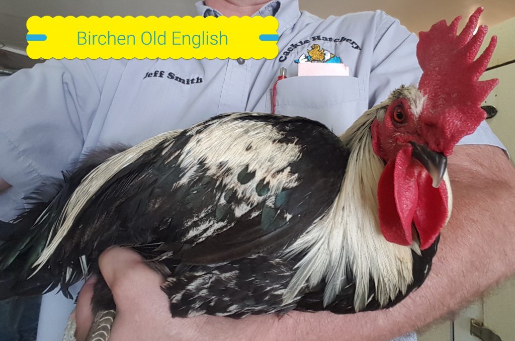 Birchen Standard Old English - Baby Chicks | Cackle Hatchery®