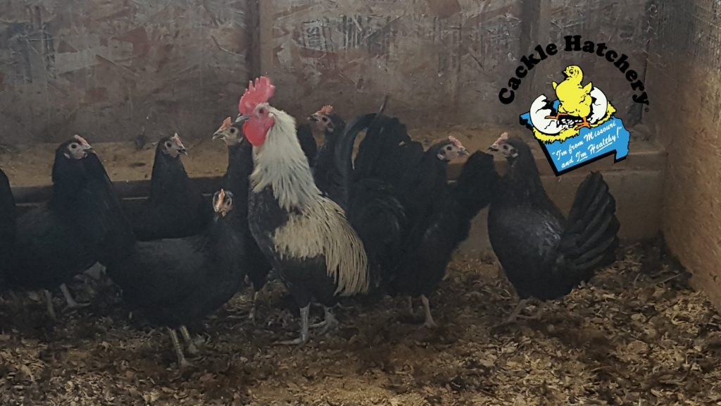 Birchen Standard Old English - Baby Chicks | Cackle Hatchery®