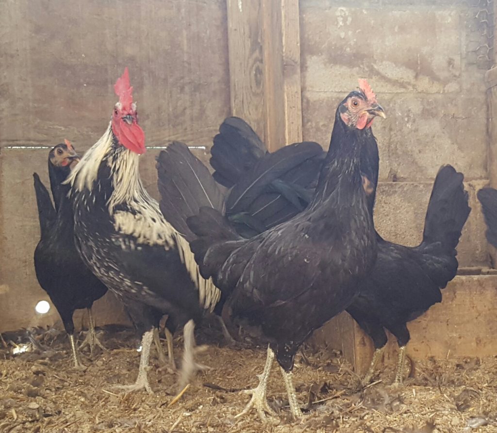 Birchen Standard Old English - Baby Chicks | Cackle Hatchery®