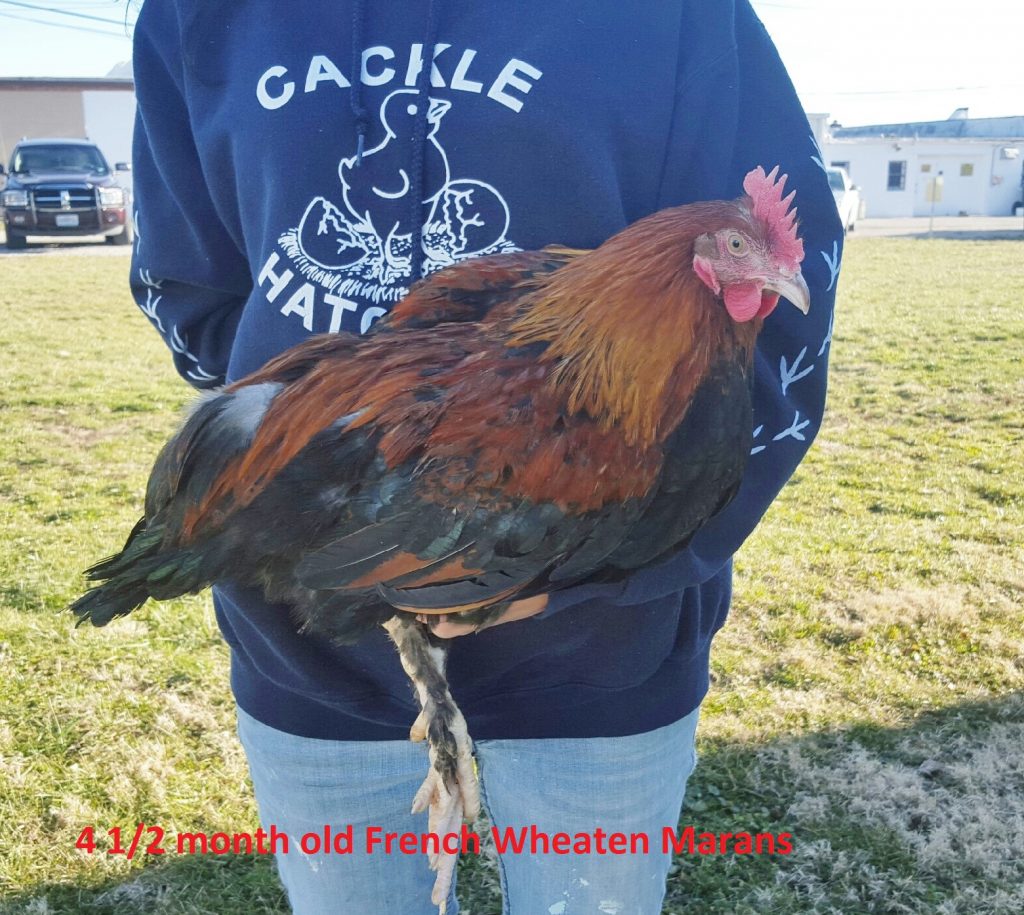 French Wheaten Marans Chicks for Sale | Cackle Hatchery®