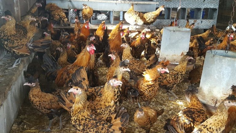 Golden Spangled Appenzeller Spitzhauben | Cackle Hatchery®