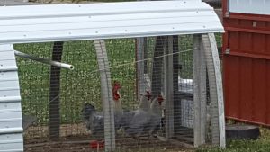 Isabella Leghorn Chicks | Rare Lavender Brown Leghorn History
