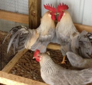 Isabella Leghorn Chickens - Baby Chicks for Sale | Cackle Hatchery®