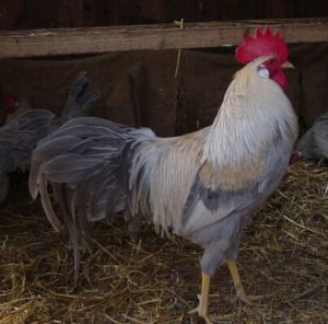 Isabella Leghorn Chicks | Rare Lavender Brown Leghorn History