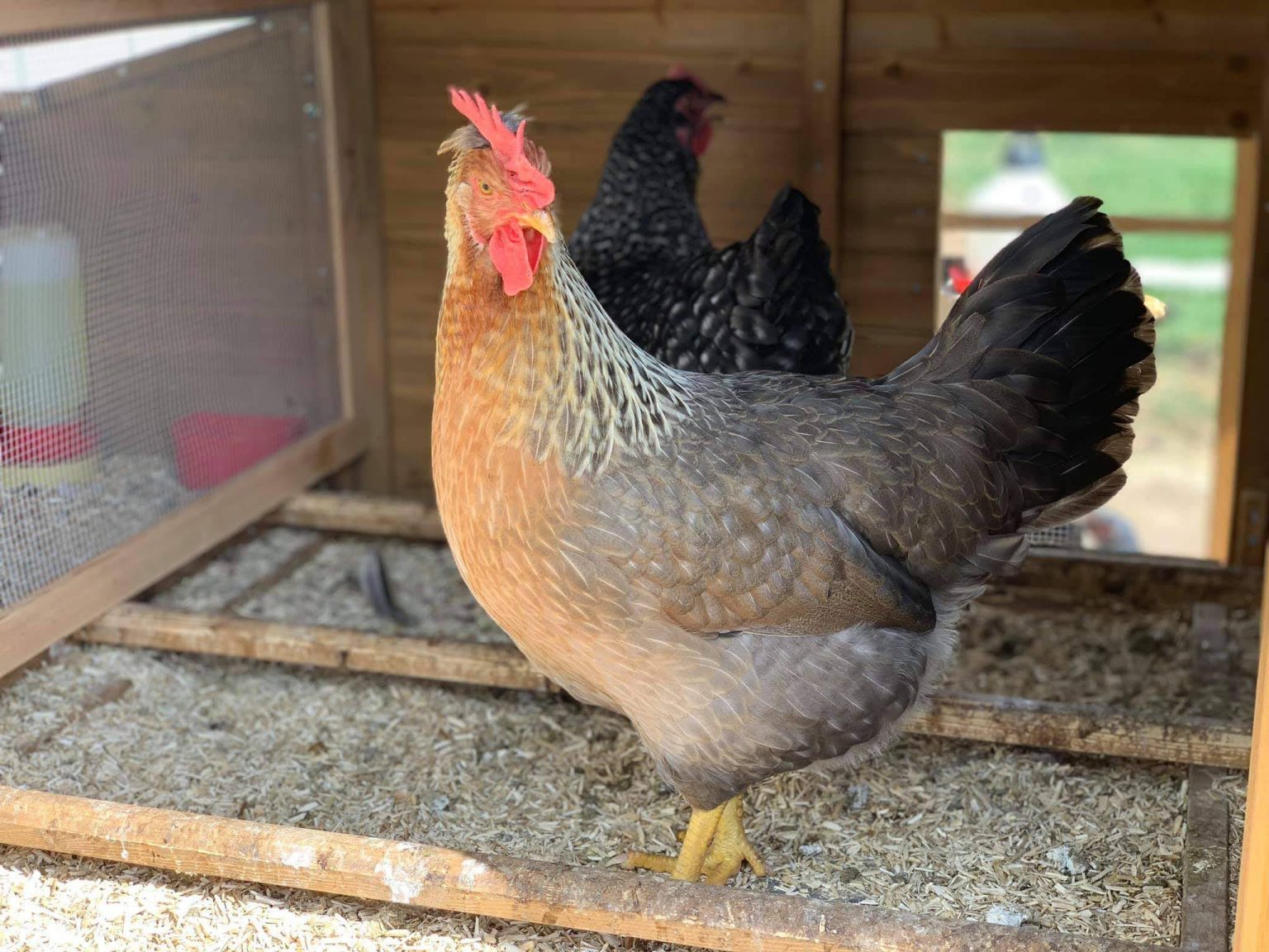 Olive Egger Chickens - Chicks for Sale | Cackle Hatchery®