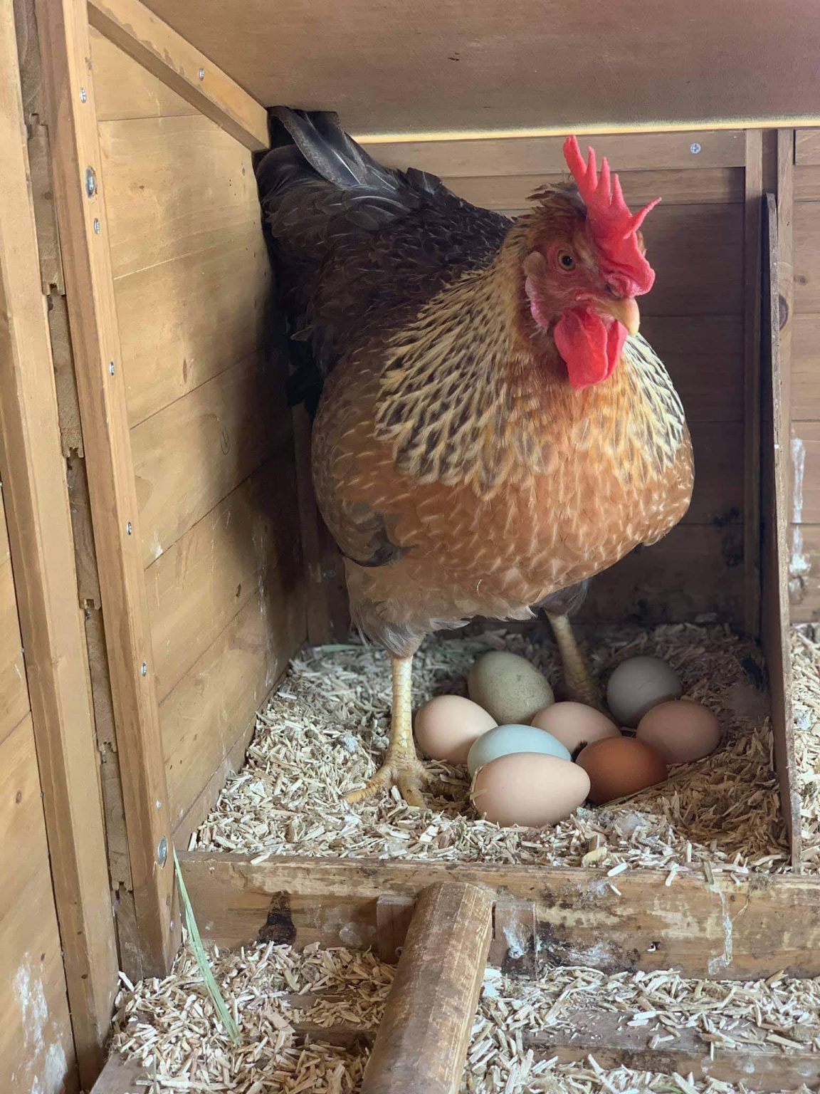 Olive Egger Chickens - Chicks for Sale | Cackle Hatchery®