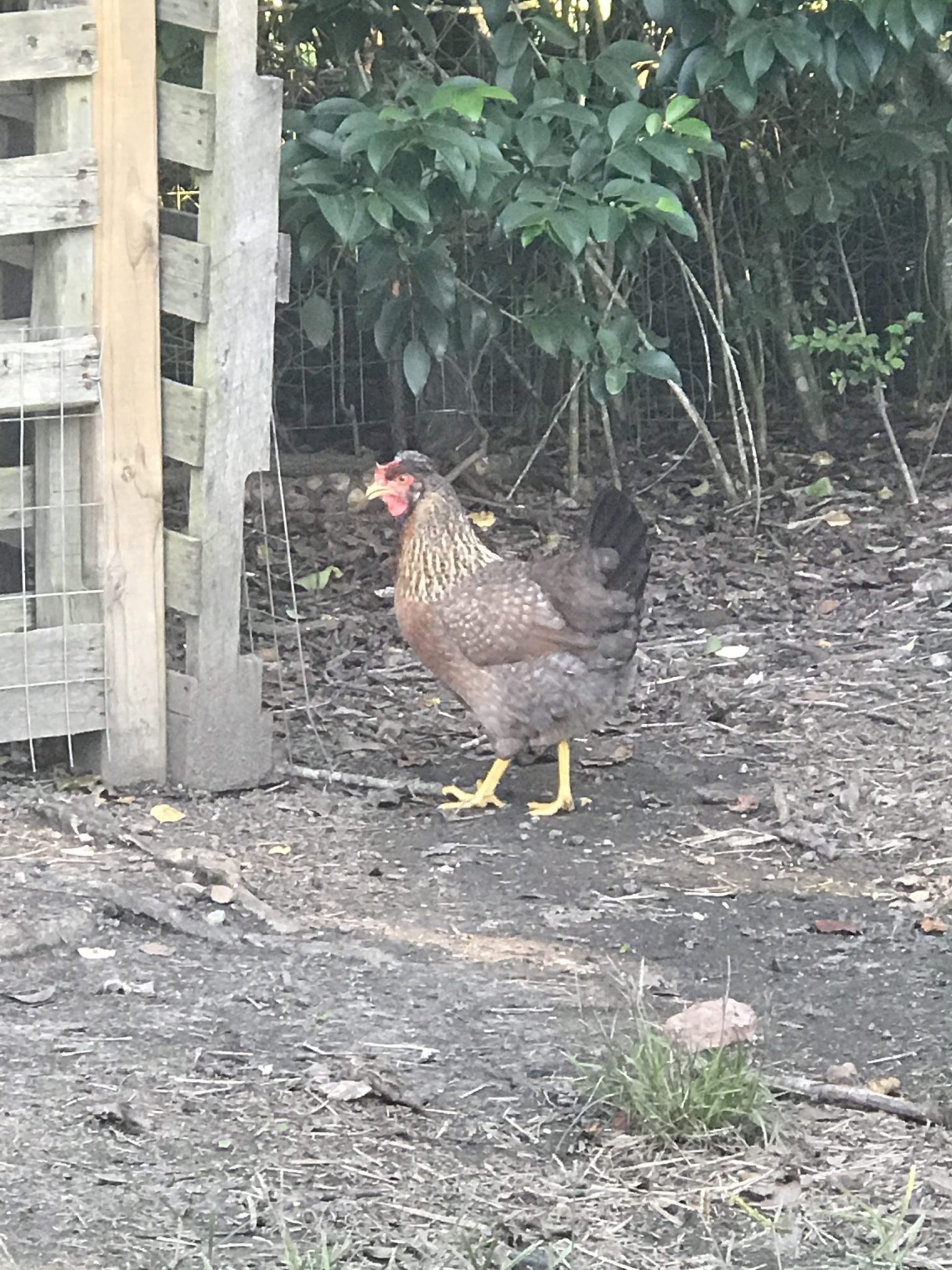 Olive Egger Chickens - Chicks for Sale | Cackle Hatchery®