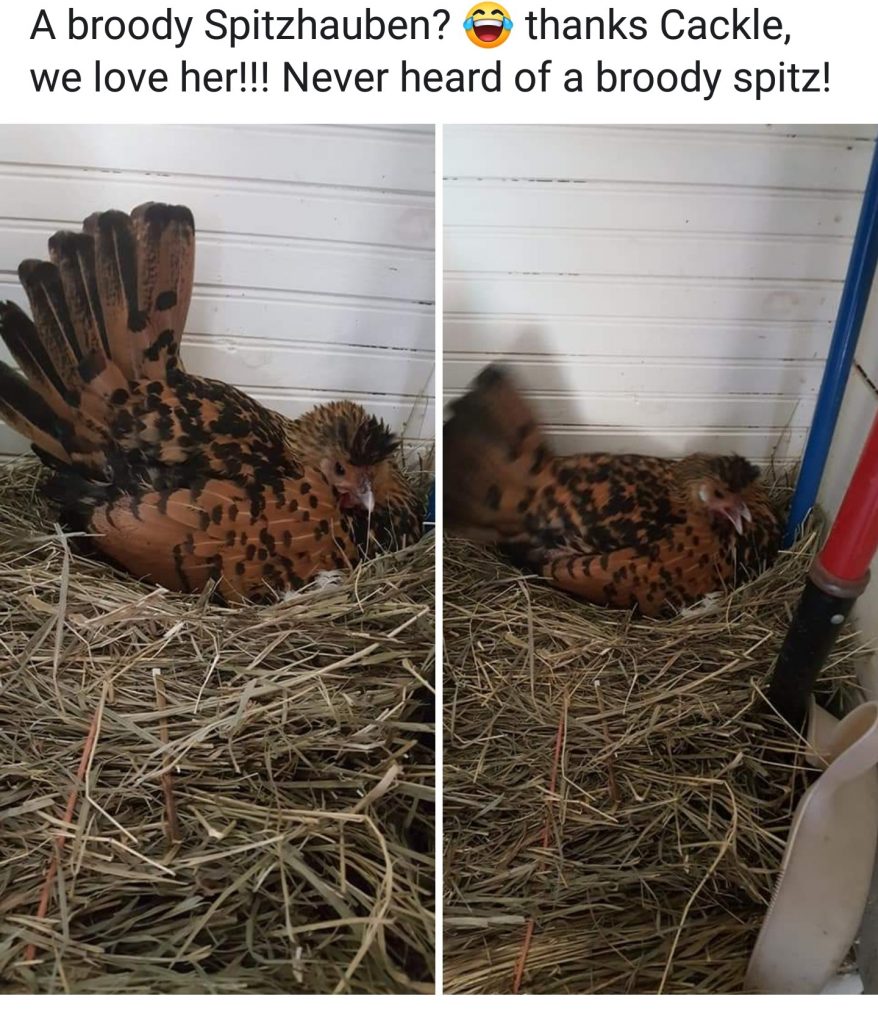 Golden Spangled Appenzeller Spitzhauben | Cackle Hatchery®