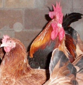 French Wheaten Marans Chicks for Sale | Cackle Hatchery®