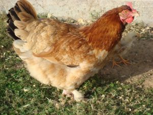 French Wheaten Marans Chicks for Sale | Cackle Hatchery®