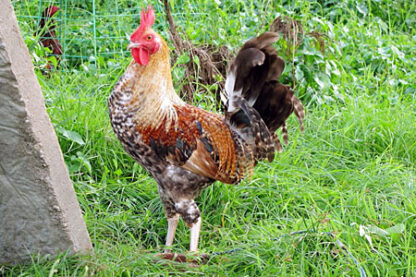 What Is a Standard Chicken Breed? - Cackle Hatchery