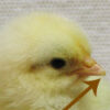 What Is an Egg Tooth? - Cackle Hatchery