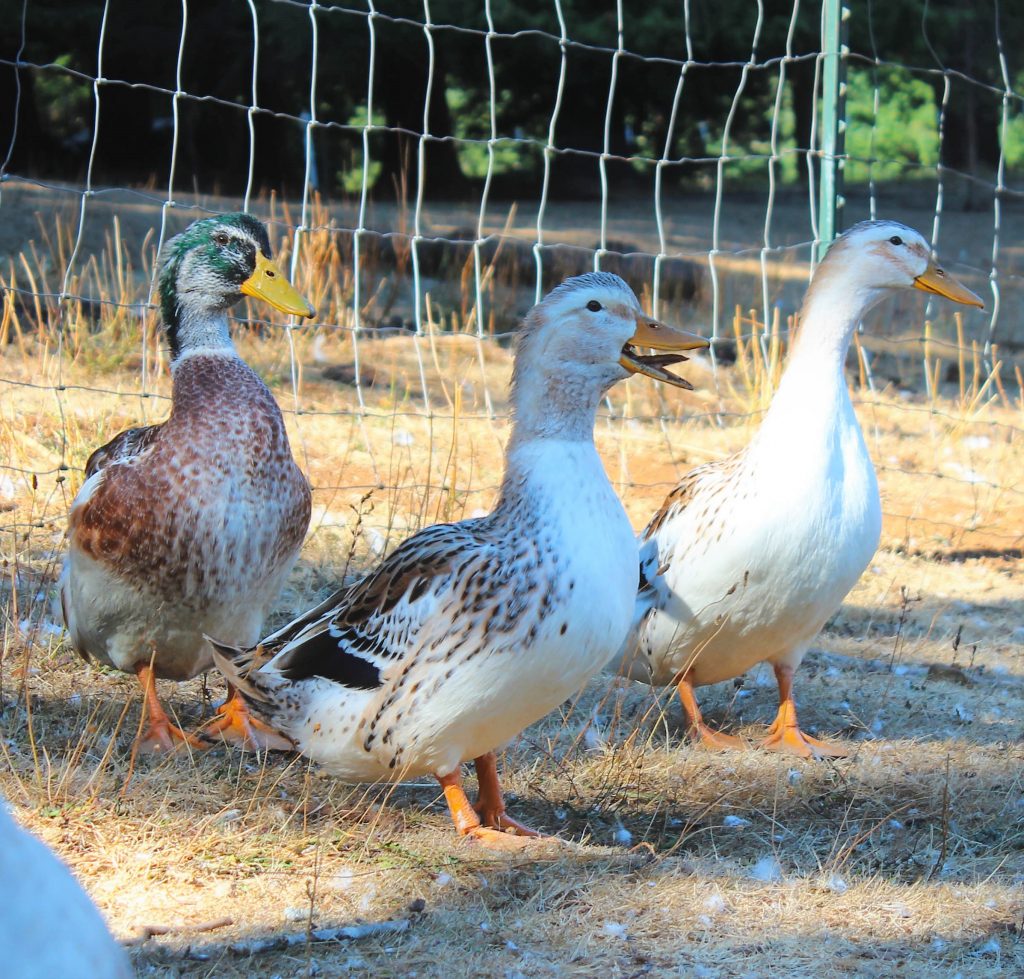 Silver Appleyard Ducks - Baby Ducklings | Cackle Hatchery®