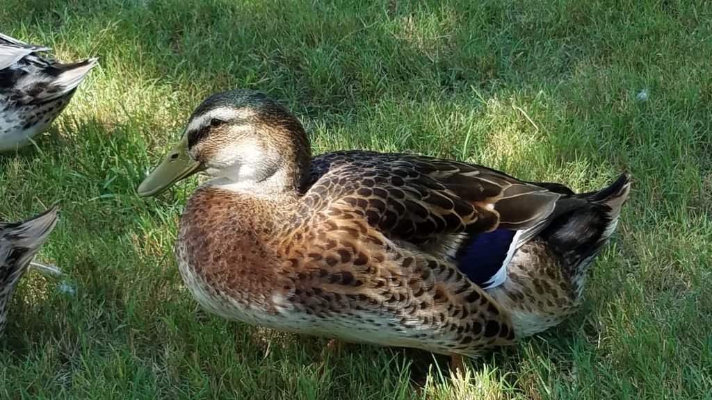 Silver Appleyard Ducks - Baby Ducklings | Cackle Hatchery®
