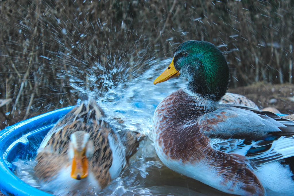Silver Appleyard Ducks - Baby Ducklings | Cackle Hatchery®