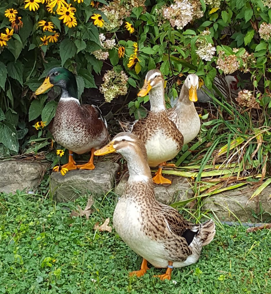 Silver Appleyard Ducks - Baby Ducklings | Cackle Hatchery®