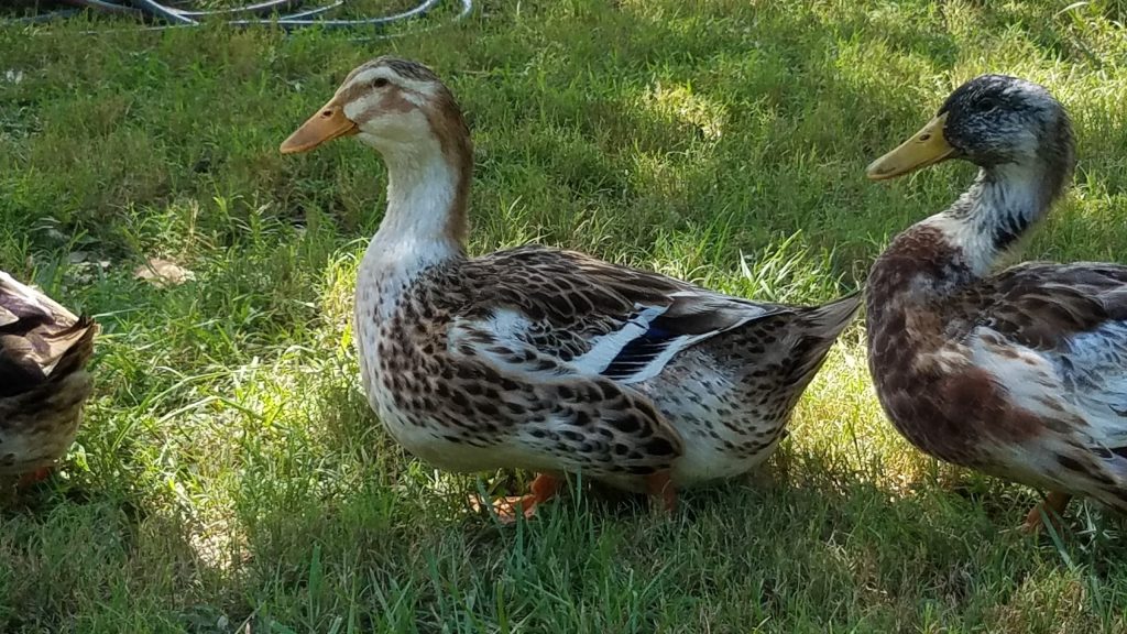 Silver Appleyard Ducks - Baby Ducklings | Cackle Hatchery®