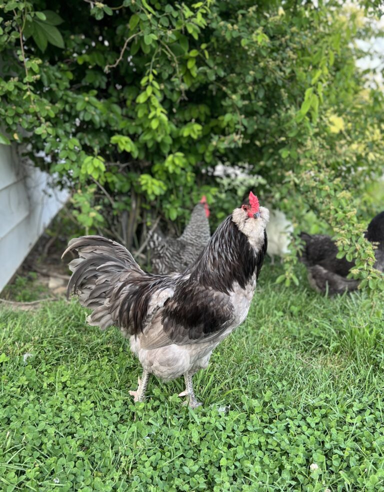 Blue Ameraucana Chicks for Sale | Cackle Hatchery®